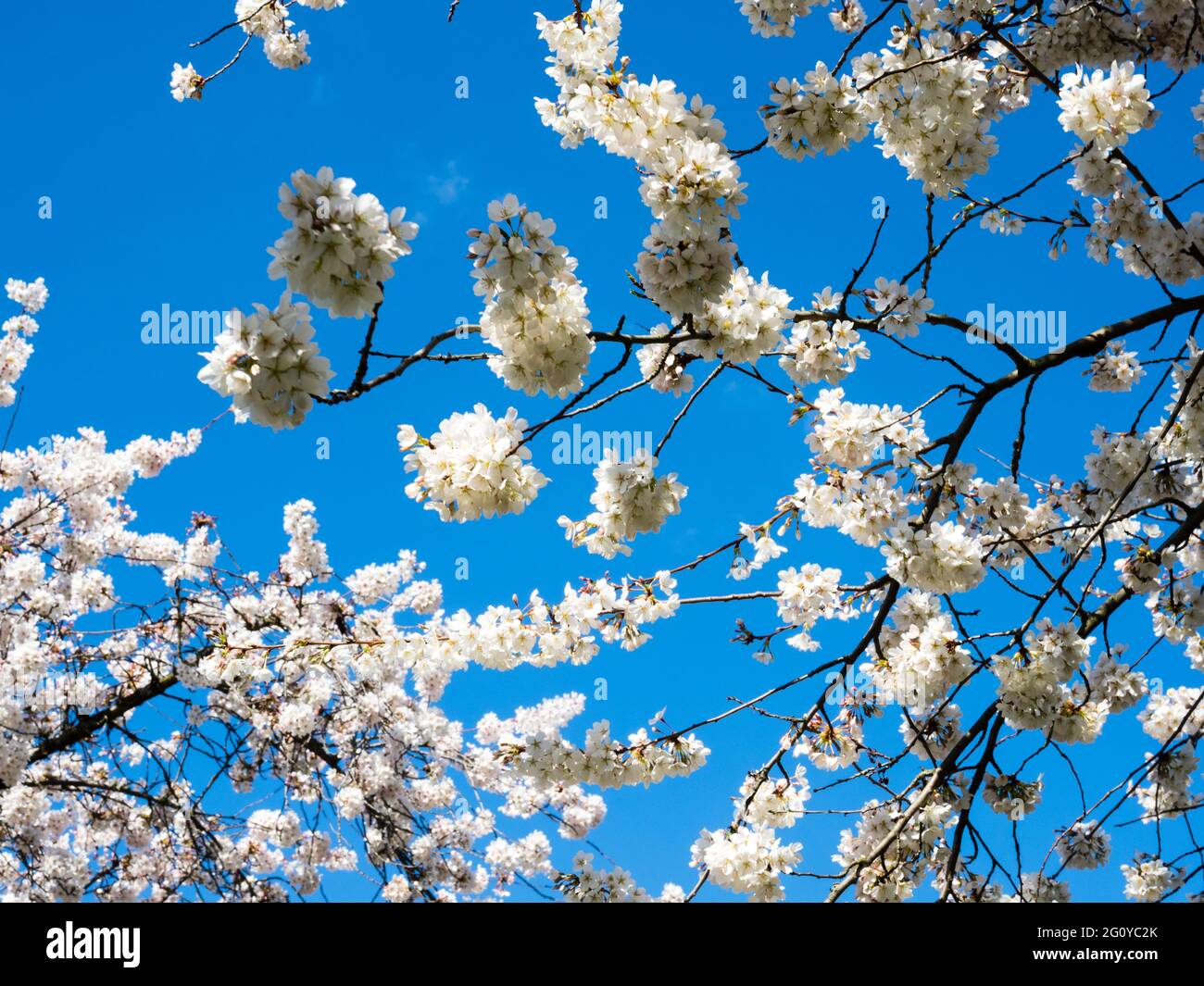 Cherry blossoms in wa hi-res stock photography and images - Alamy