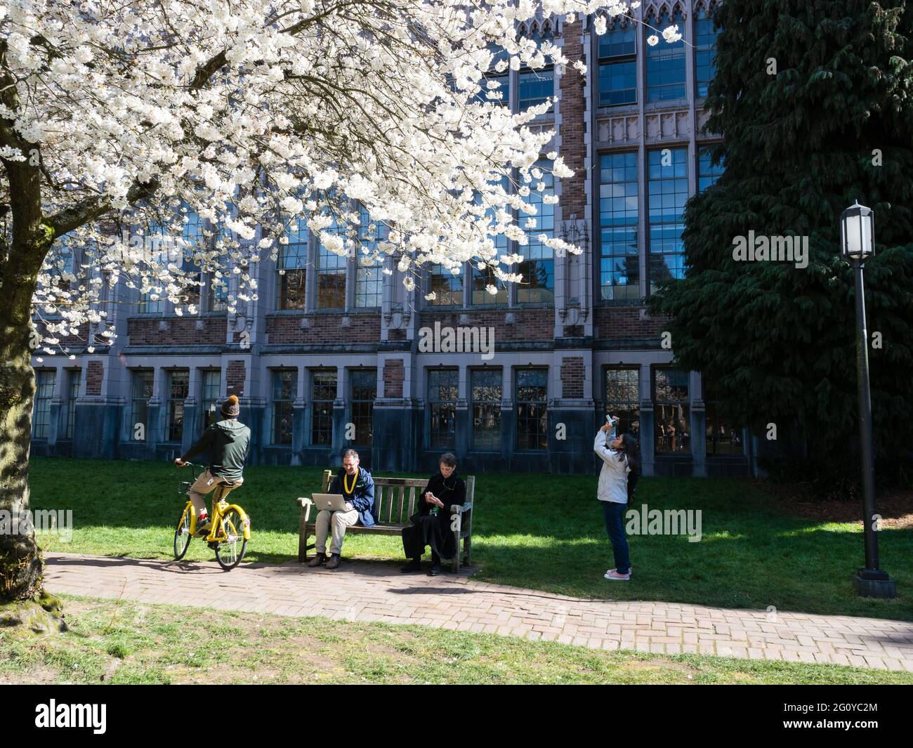 Washington university seattle trees hi-res stock photography and images ...
