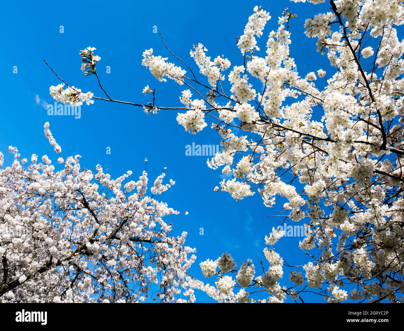Cherry blossoms in wa hi-res stock photography and images - Alamy