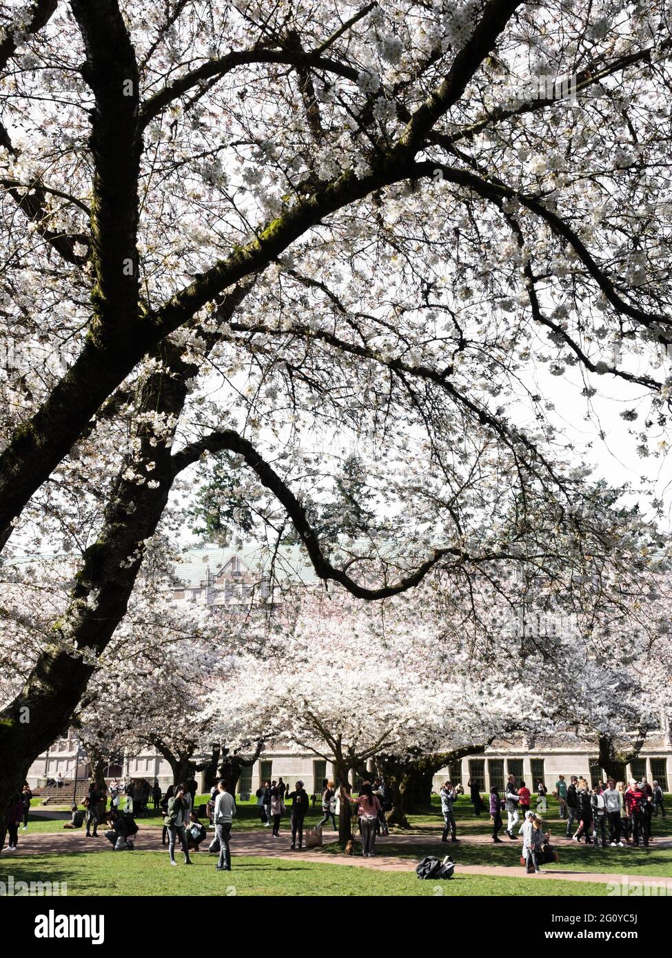 Cherry trees in bloom at university hi-res stock photography and images ...