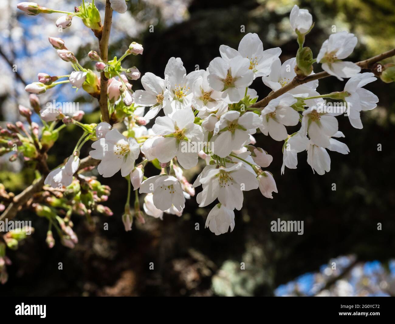 Cherry blossoms in wa hi-res stock photography and images - Alamy