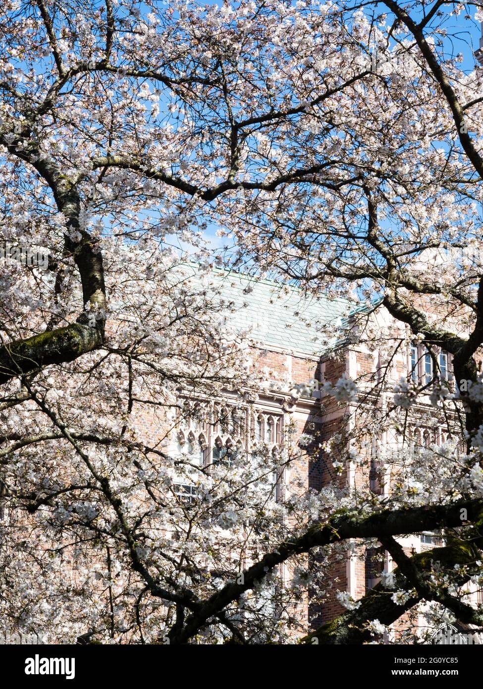 Cherry trees blossoming at university campus - Seattle, WA, USA Stock ...