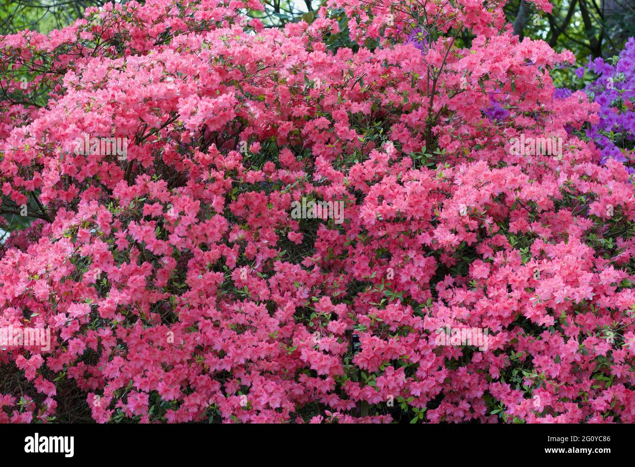 Azalea in garden hi-res stock photography and images - Alamy