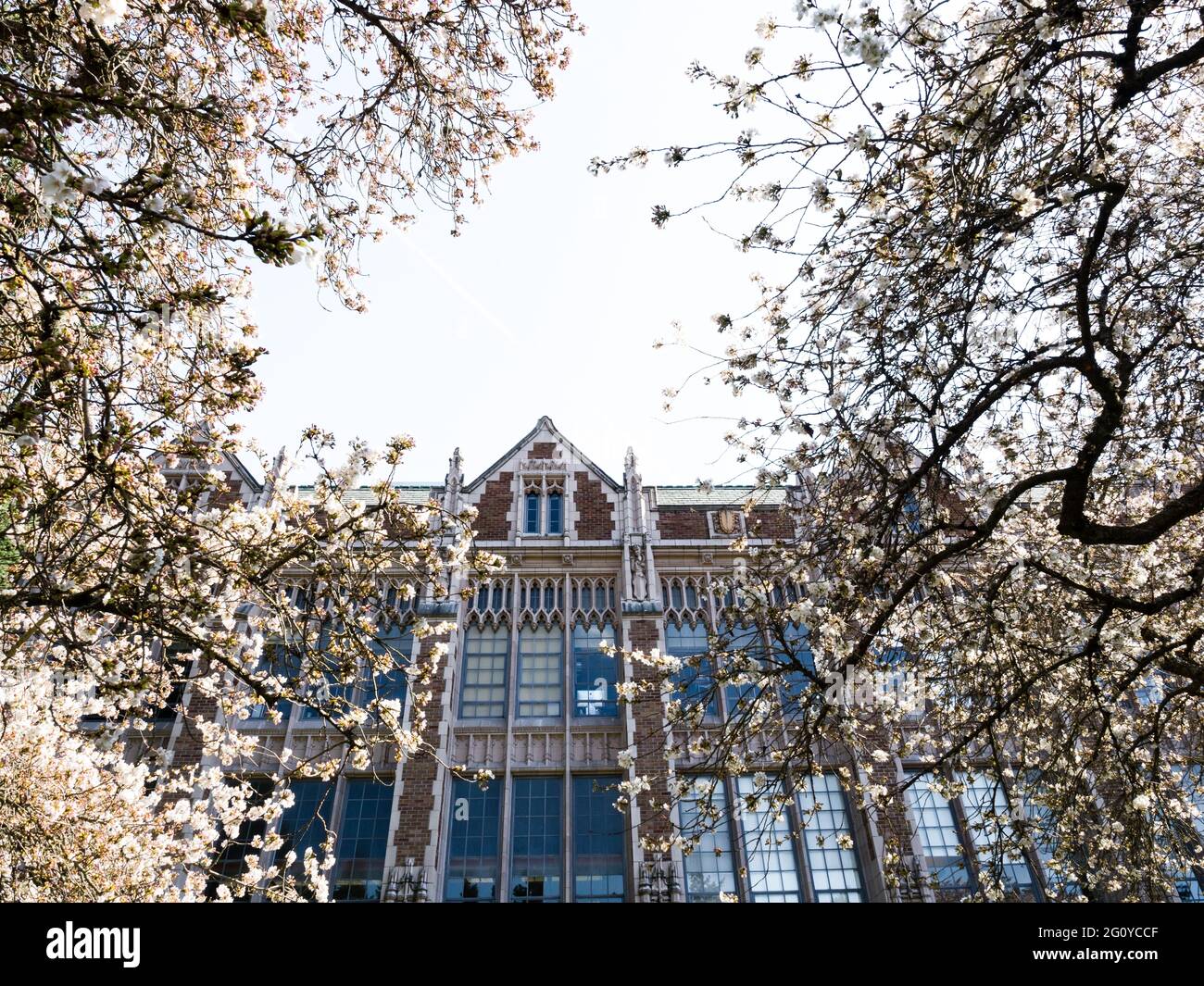 Cherry trees blossoming at university campus - Seattle, WA, USA Stock ...