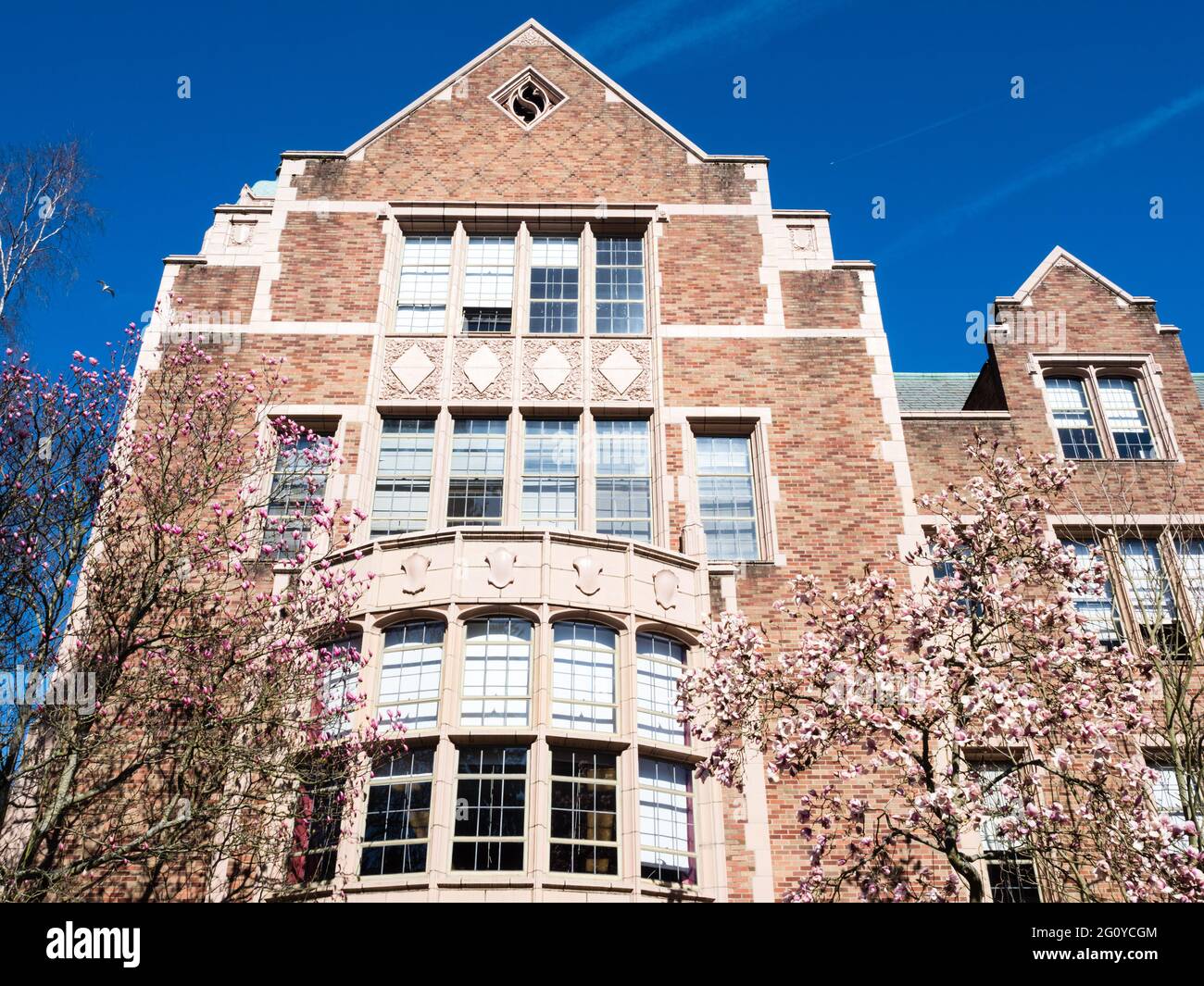 Magnolia trees blossoming at university campus - Seattle, WA, USA Stock ...