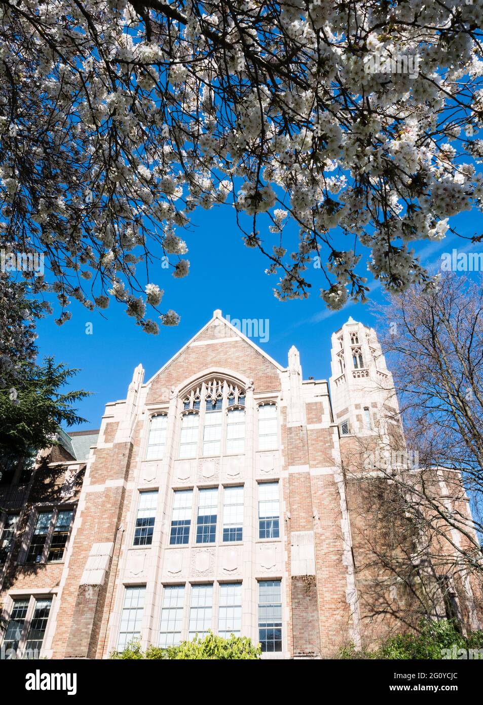 Cherry trees blossoming at university campus - Seattle, WA, USA Stock ...