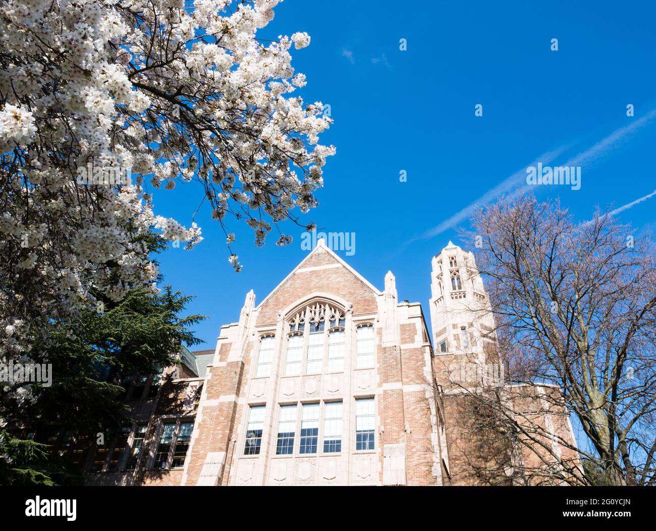 Cherry trees blossoming at university campus - Seattle, WA, USA Stock ...