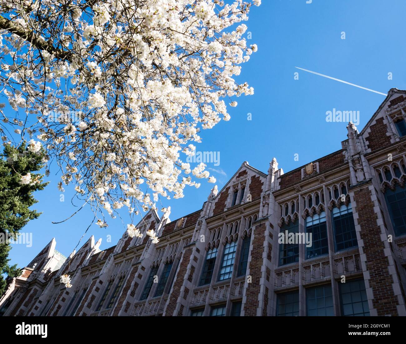 Cherry trees blossoming at university campus - Seattle, WA, USA Stock ...