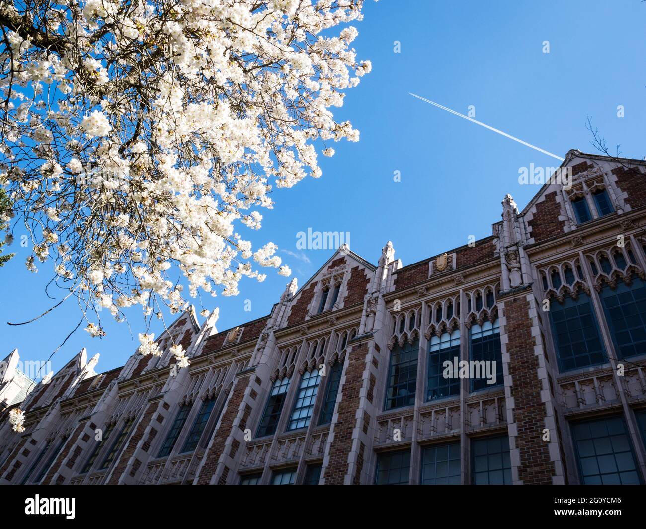 Cherry trees blossoming at university campus - Seattle, WA, USA Stock ...