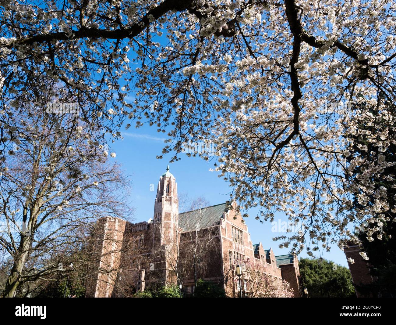 Cherry trees blossoming at university campus - Seattle, WA, USA Stock ...