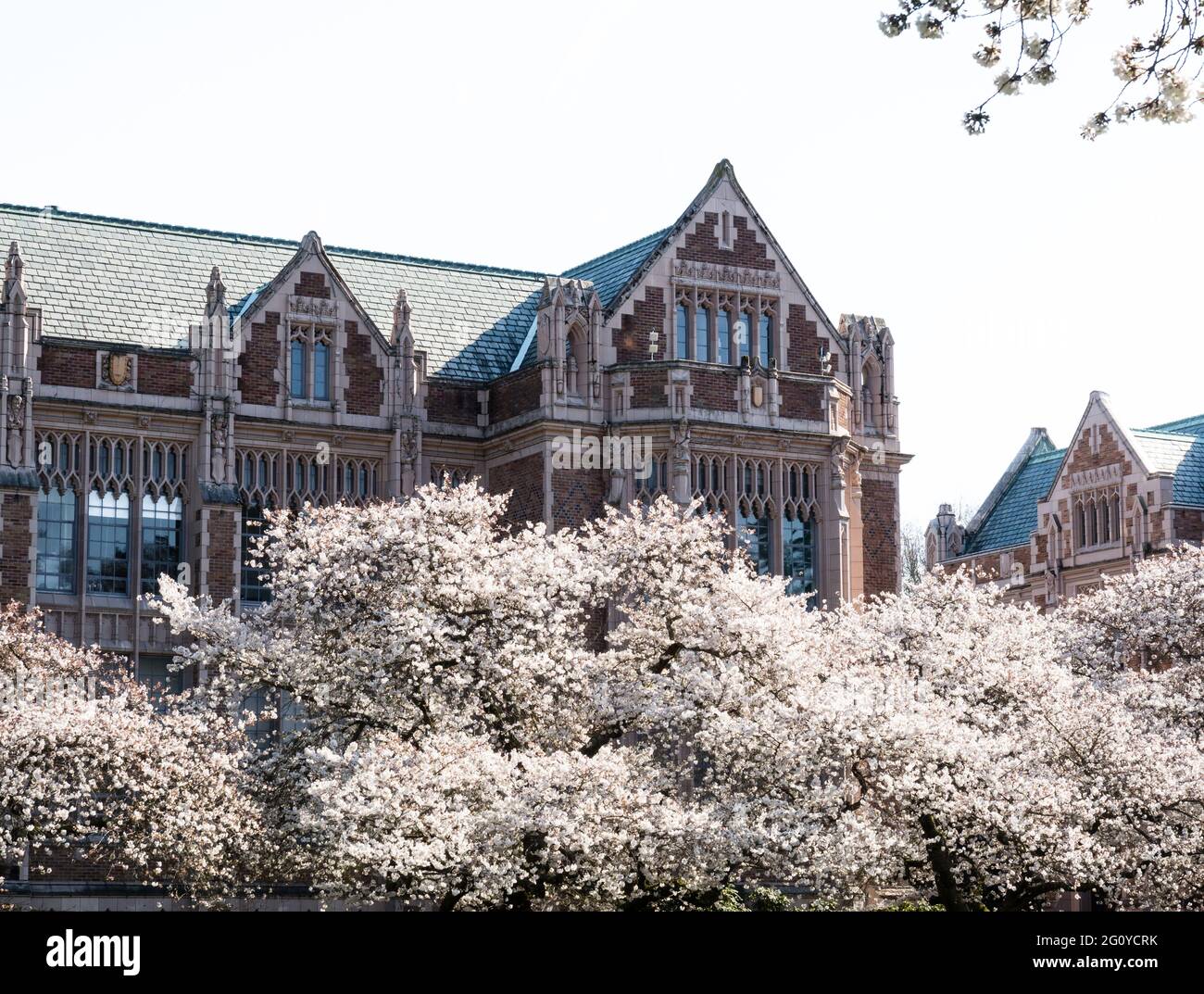 Cherry trees blossoming at university campus - Seattle, WA, USA Stock ...