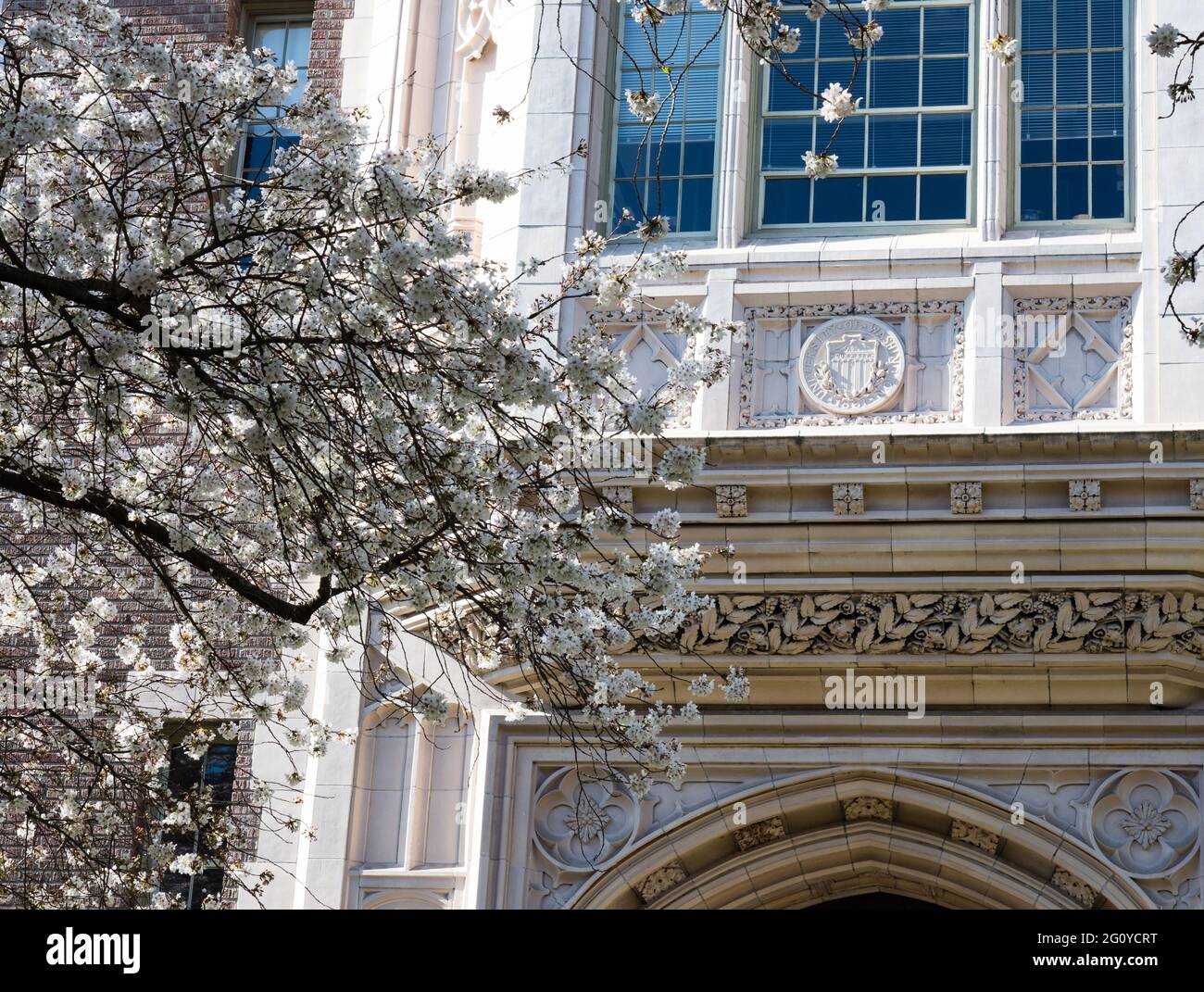 Cherry trees blossoming at university campus - Seattle, WA, USA Stock ...
