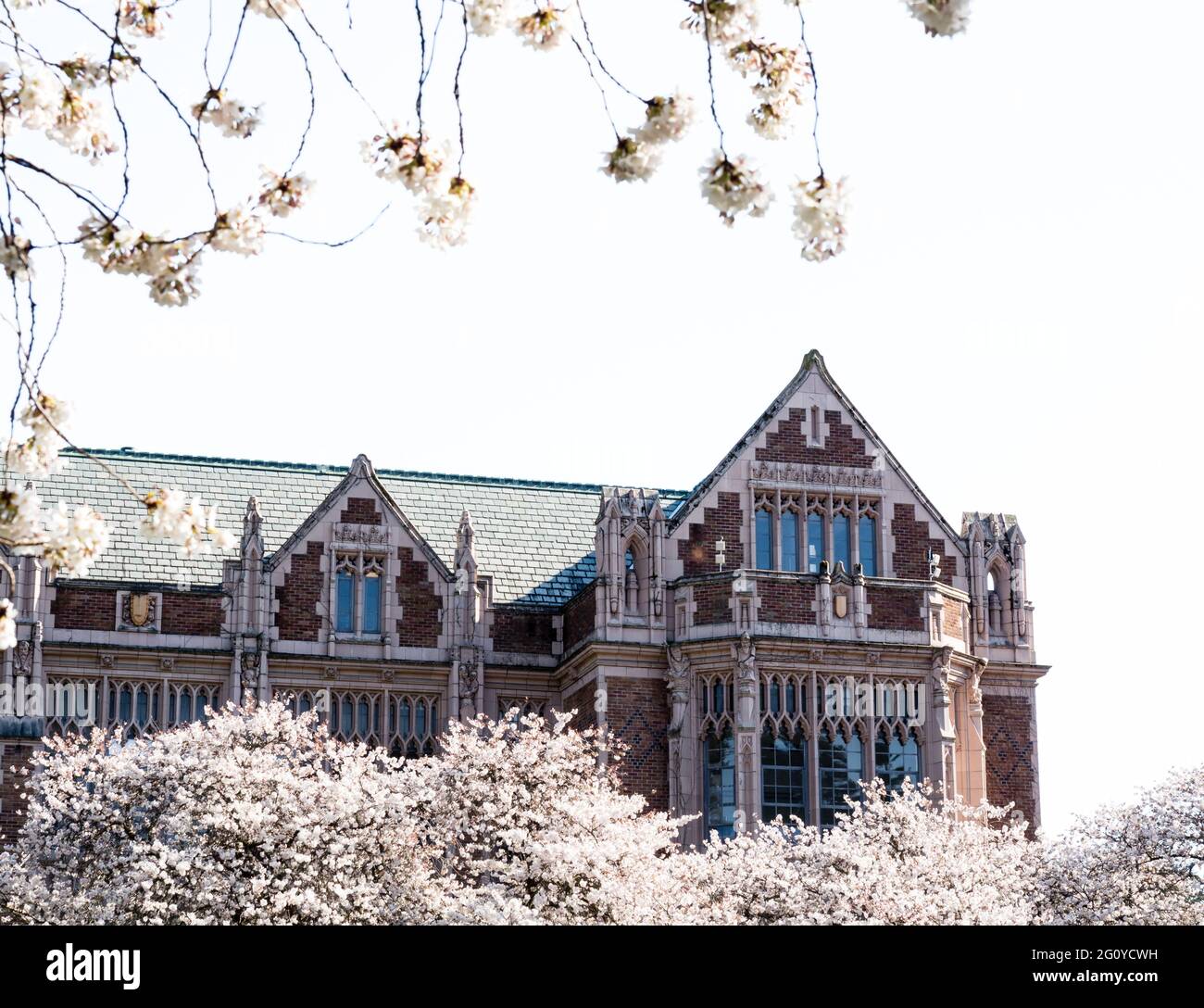 Cherry trees blossoming at university campus - Seattle, WA, USA Stock ...