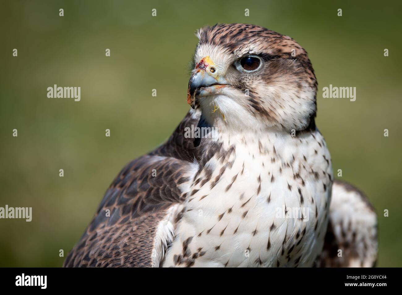 Close up portrait of a saker falcon, Falco cherrug, as it stares ...