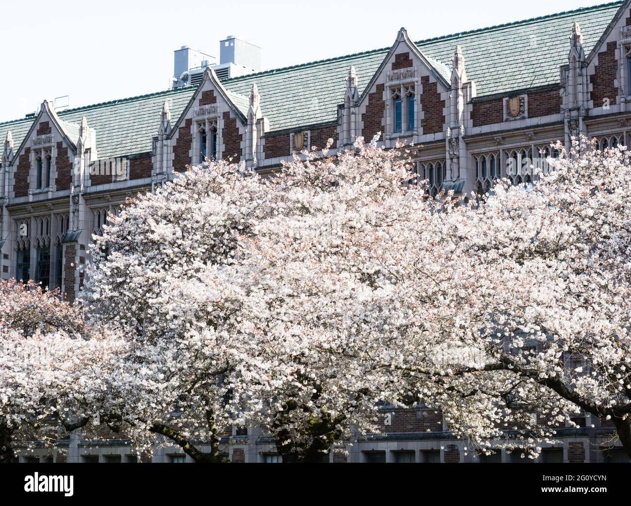 Cherry trees blossoming at university campus - Seattle, WA, USA Stock ...