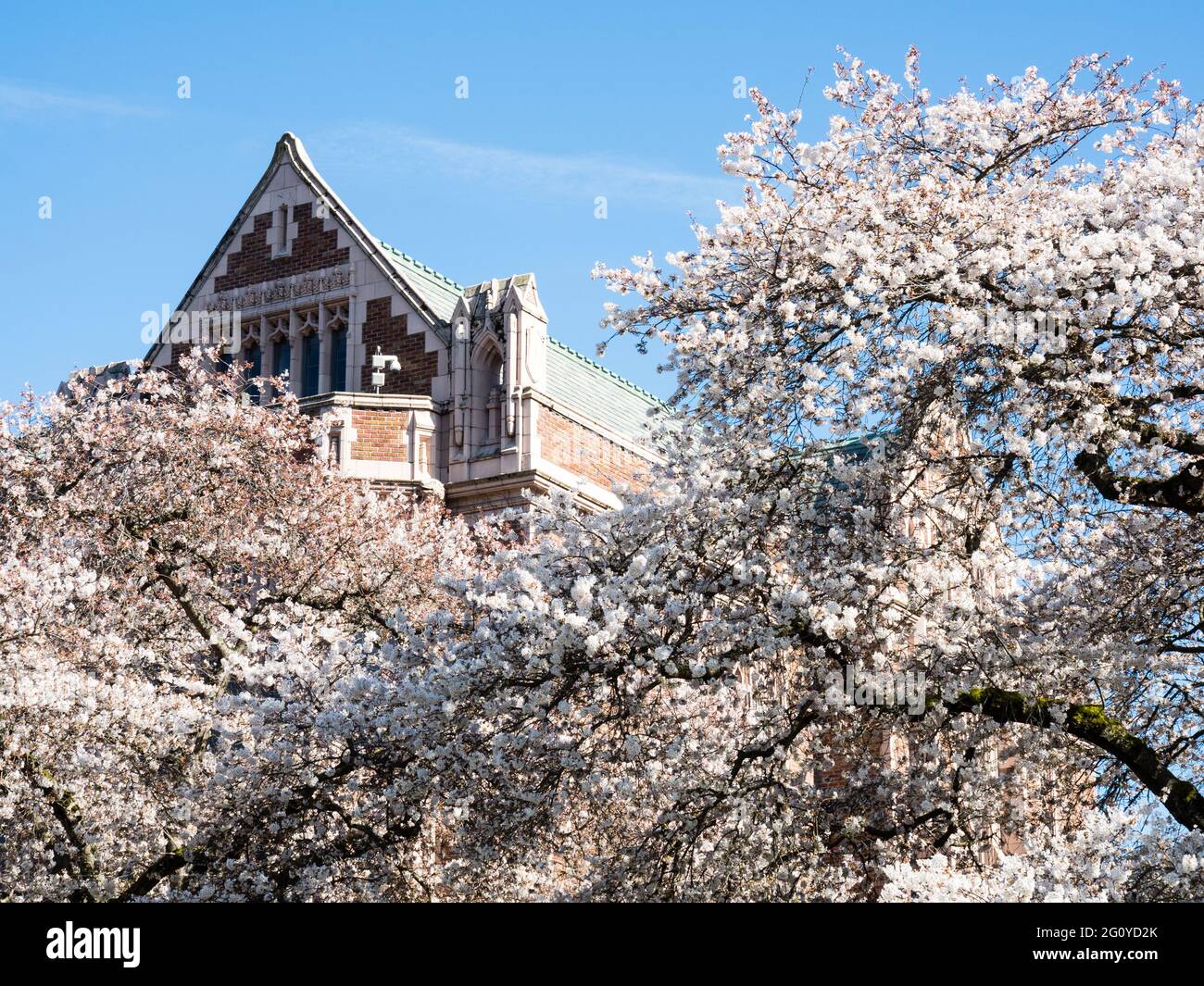 Cherry trees blossoming at university campus - Seattle, WA, USA Stock ...