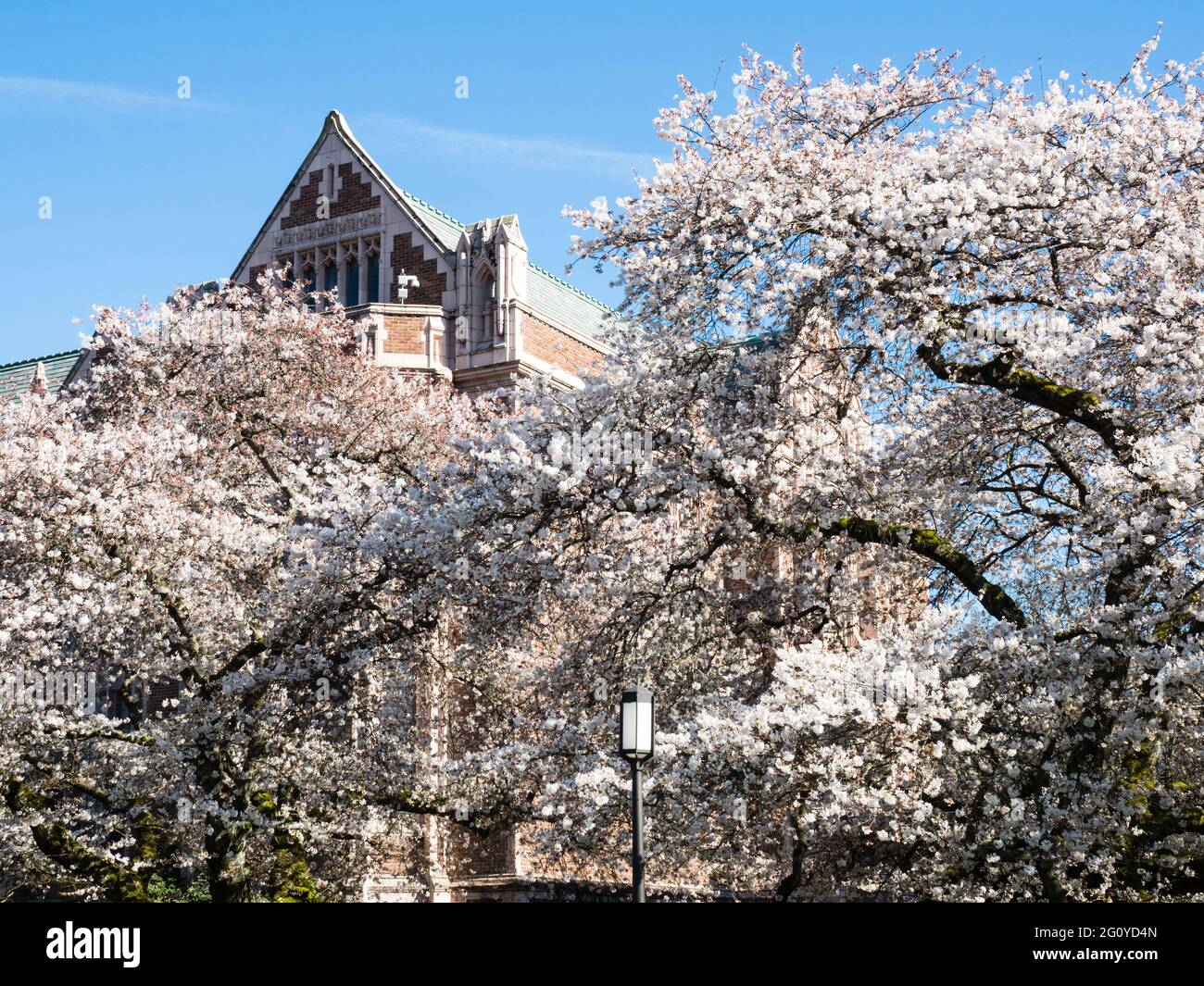 Cherry trees blossoming at university campus - Seattle, WA, USA Stock ...