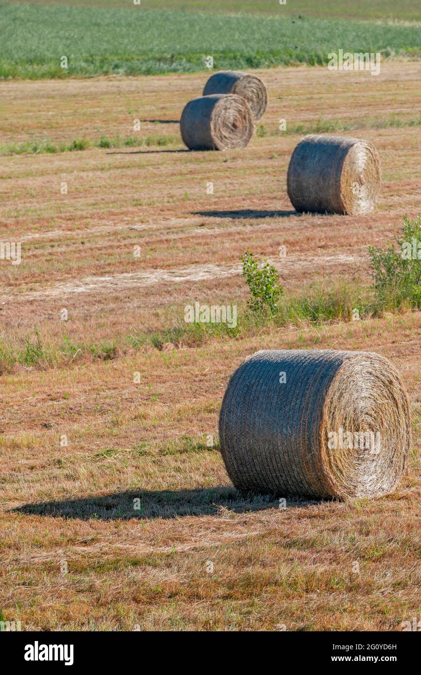 Aerial top view hay bales hi-res stock photography and images - Alamy