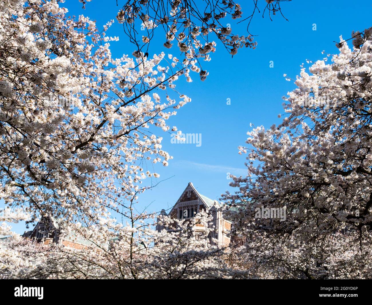 Cherry trees blossoming at university campus - Seattle, WA, USA Stock ...