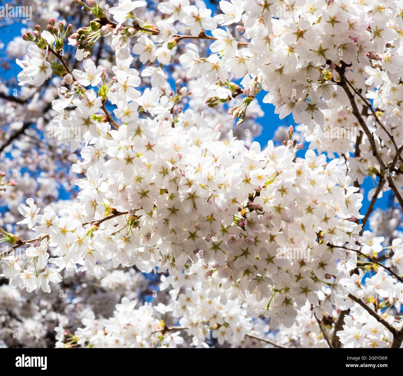 Cherry trees blossoming at university campus - Seattle, WA, USA Stock ...