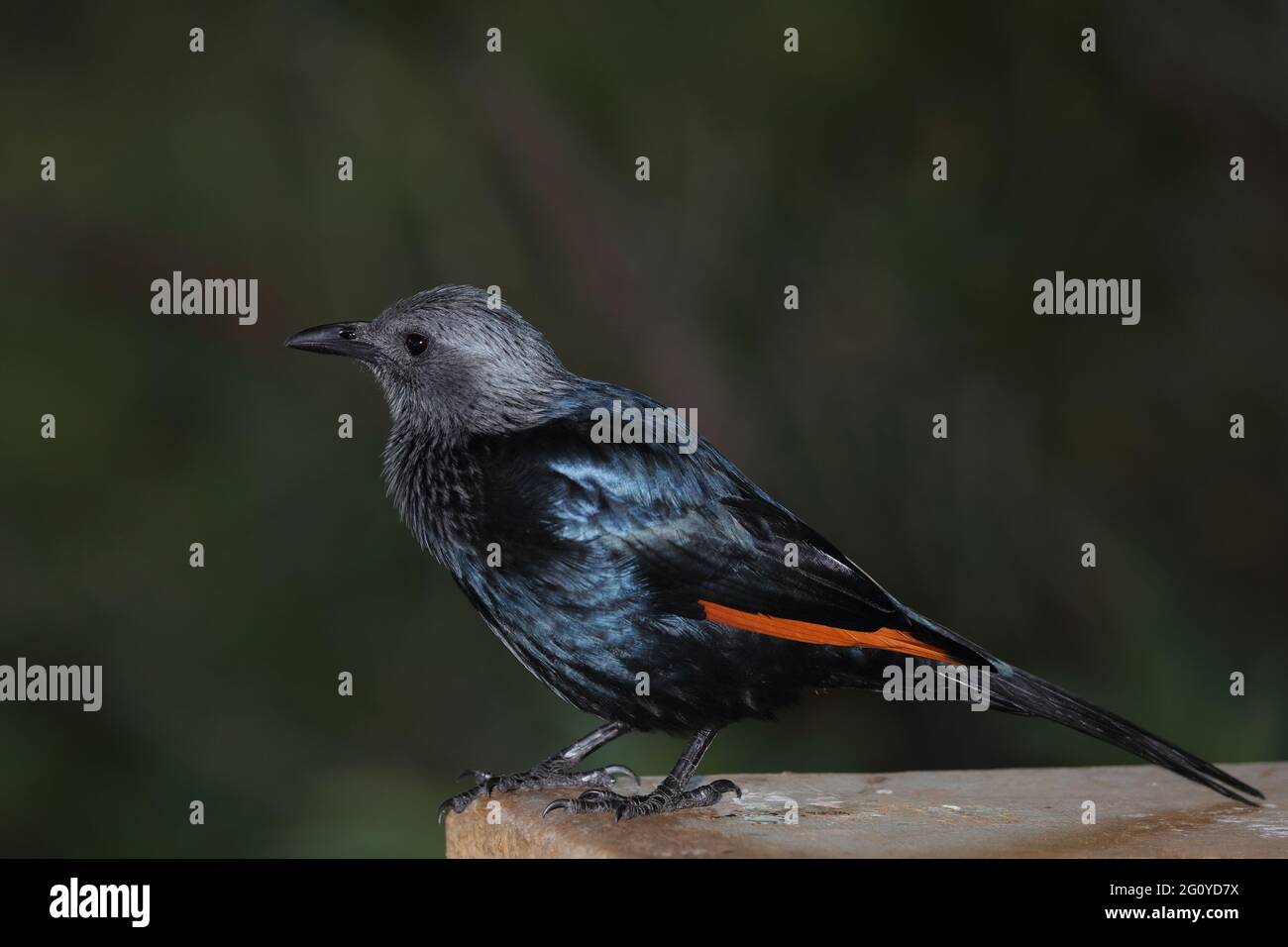 Red winged starlings hi-res stock photography and images - Alamy