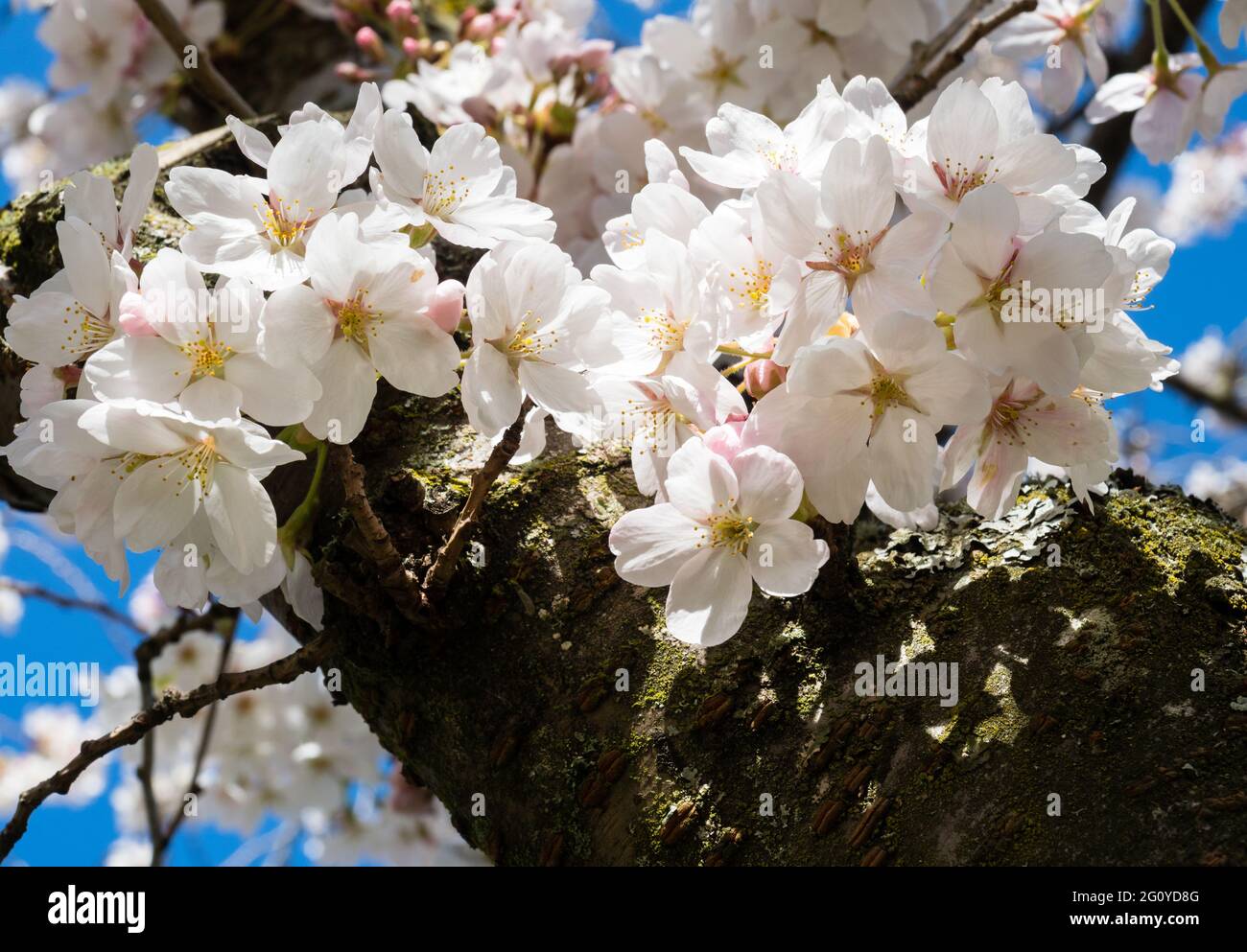 Cherry trees blossoming at university campus - Seattle, WA, USA Stock ...