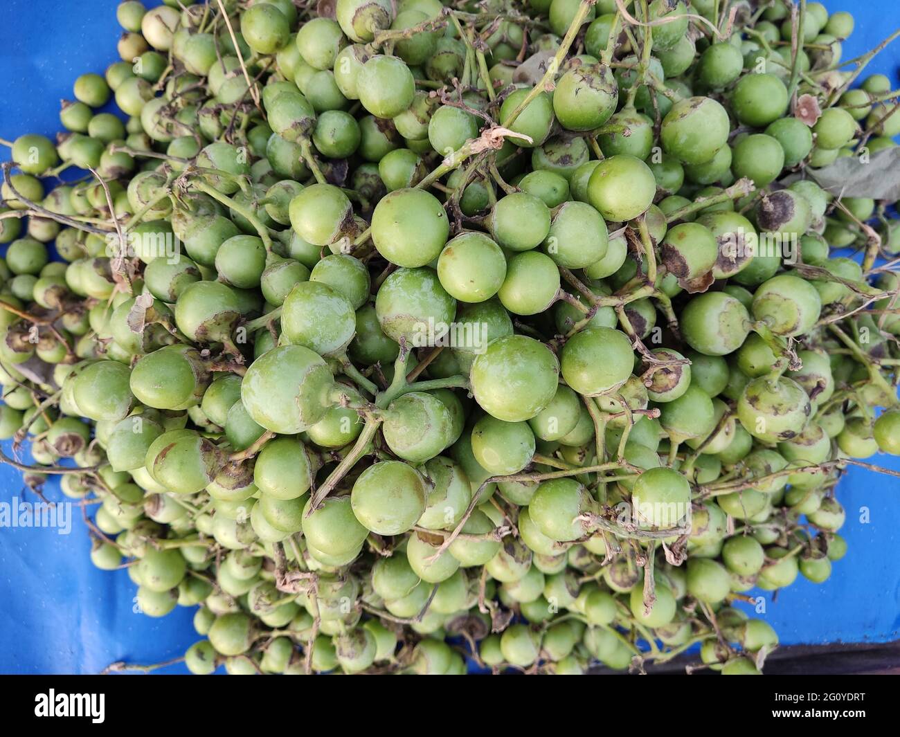 Myxa hi-res stock photography and images - Alamy