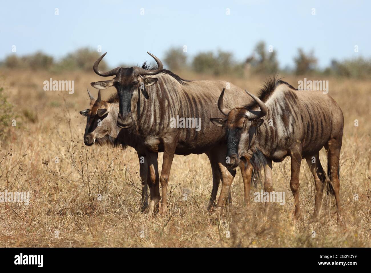 Streifengnu / Blue wildebeest / Connochaetes taurinus Stock Photo - Alamy