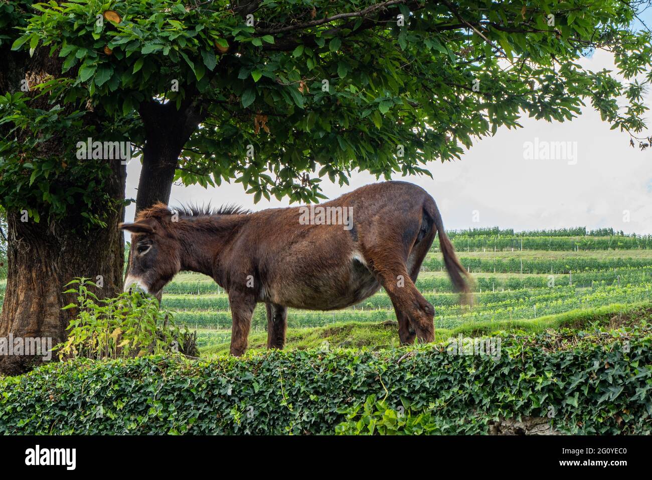 A donkey grazing under a fully leafed tree surrounded by vineyards ...