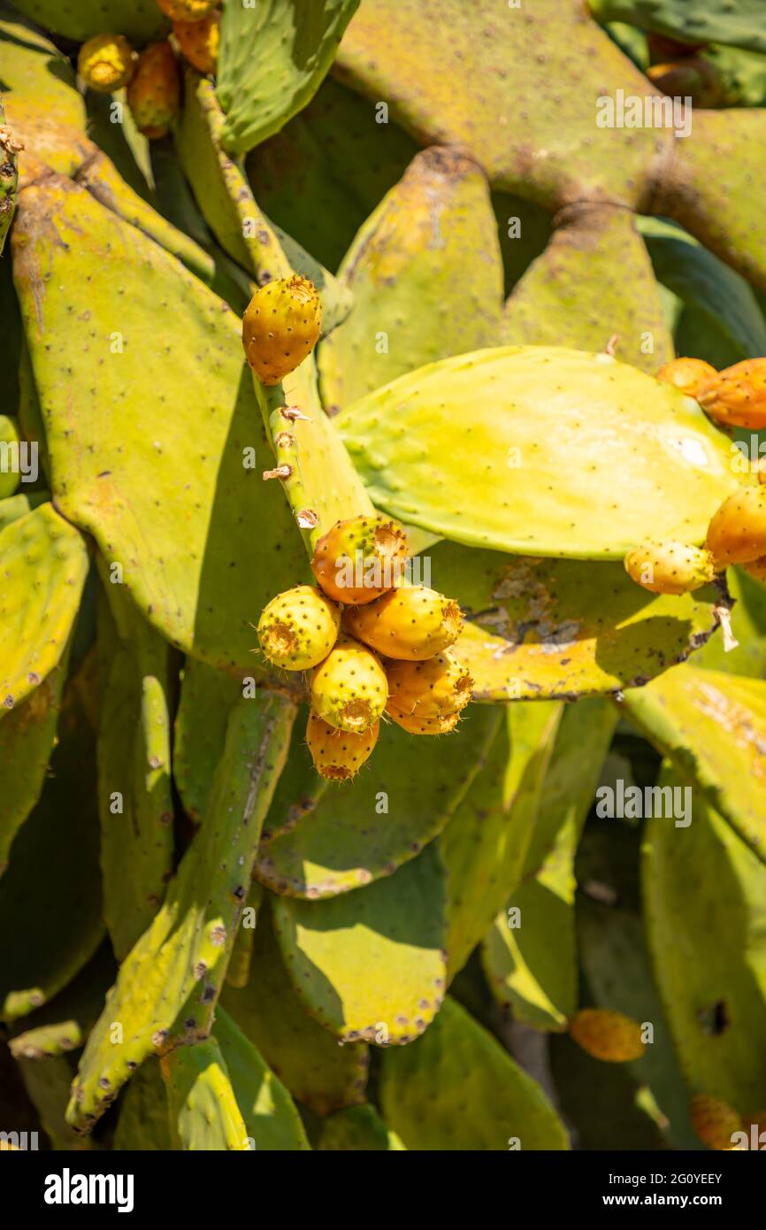 Prickly pear or opuntia cactus with fruit in gardens near Karain Cave ...