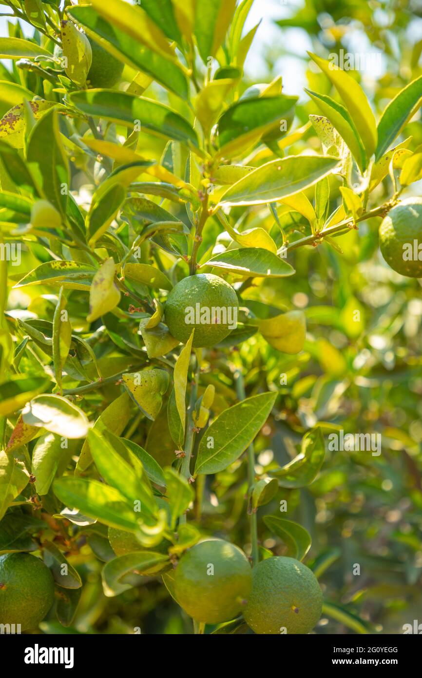 Mandarin orange field hi-res stock photography and images - Alamy