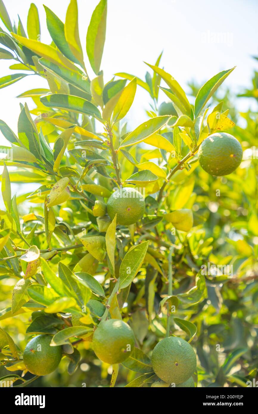 Green mandarin fruit on tree in gardens near Karain Cave in Antalya ...