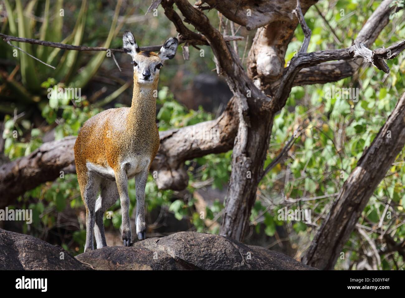 Antilope klipspringer hi-res stock photography and images - Alamy