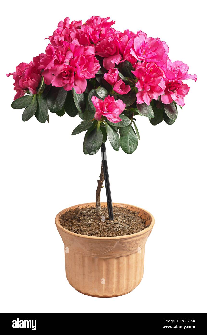 Blooming pink azalea in a pot isolated on white background Stock Photo ...