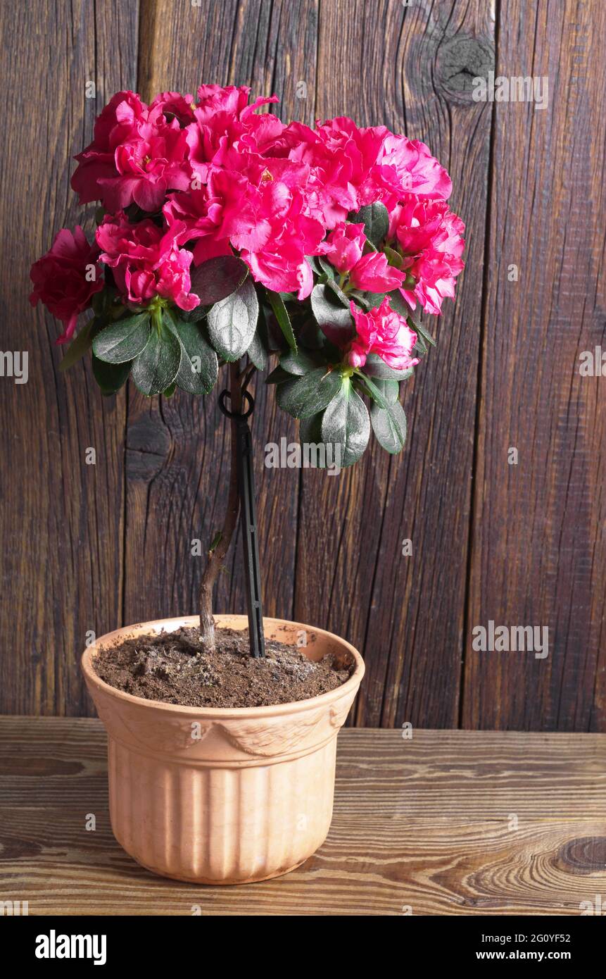 Azalea pot plant hi-res stock photography and images - Alamy