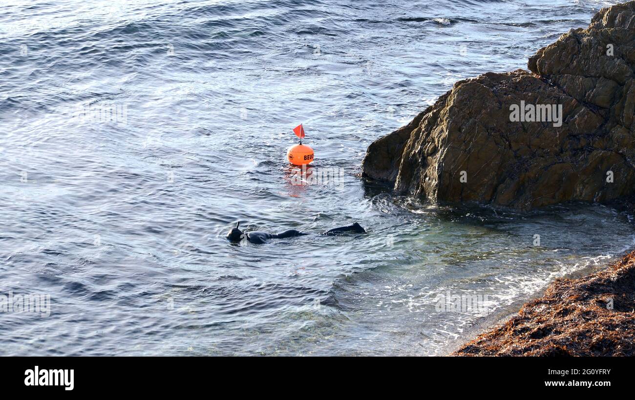 Underwater hunter in action with its floating signaling buoy Stock ...