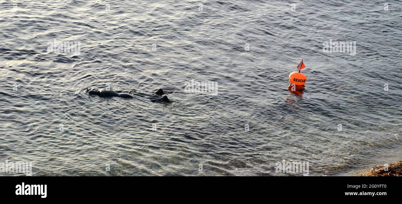 Underwater hunter in action with its floating signaling buoy Stock ...