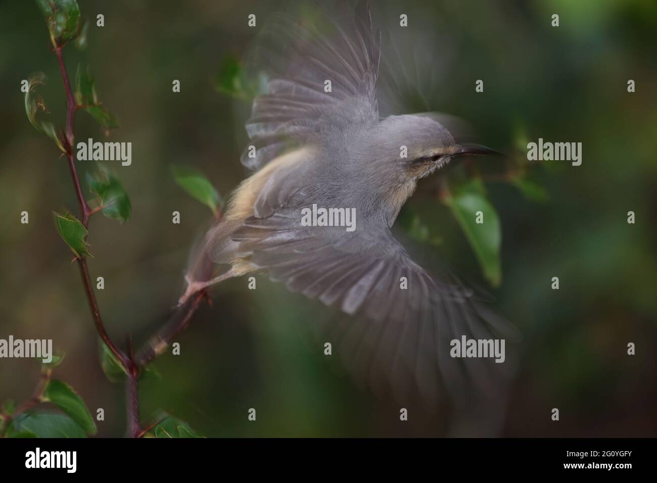 Langschnabelsylvietta hi-res stock photography and images - Alamy