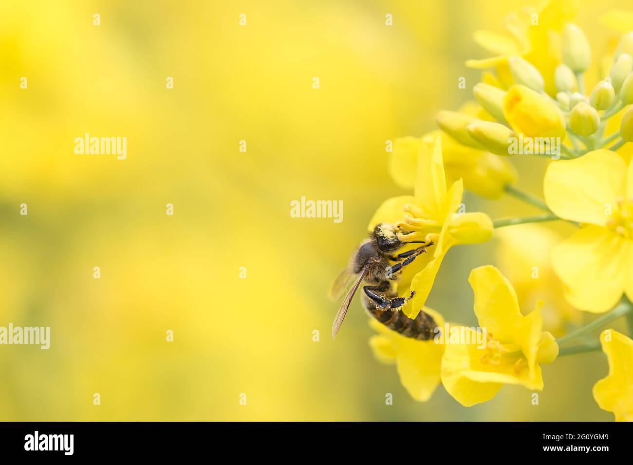 Honey bee collecting honey from yellow rapeseed blossom. Bee collecting ...
