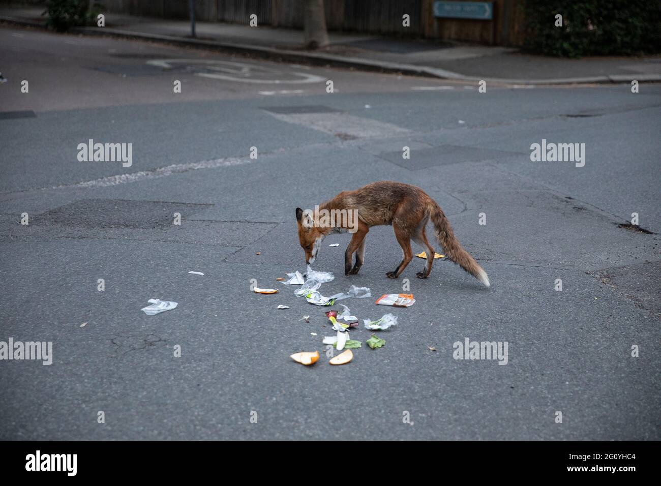Urban fox on the streets of London, England, UK Stock Photo - Alamy