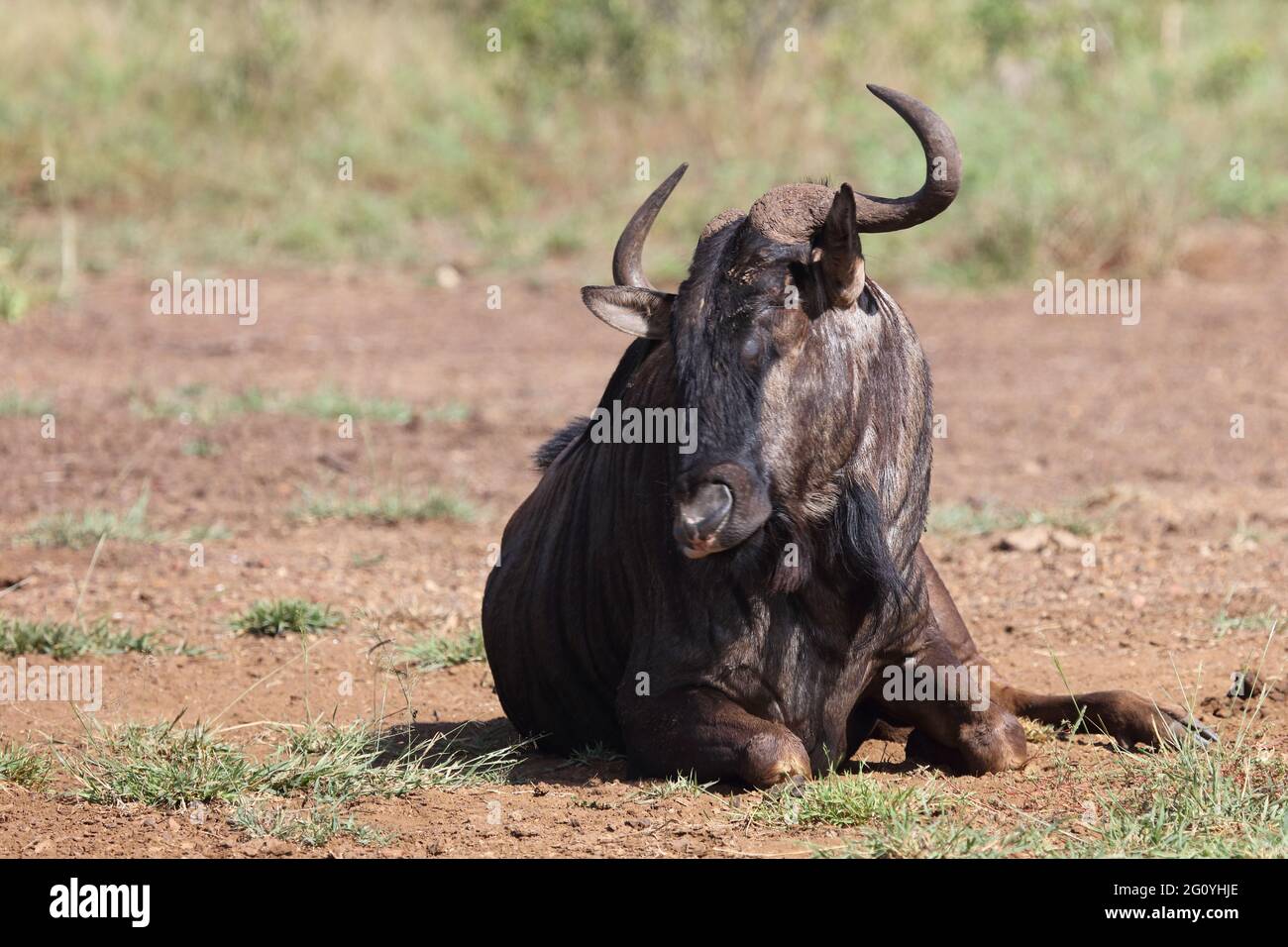 Streifengnu / Blue wildebeest / Connochaetes taurinus Stock Photo - Alamy
