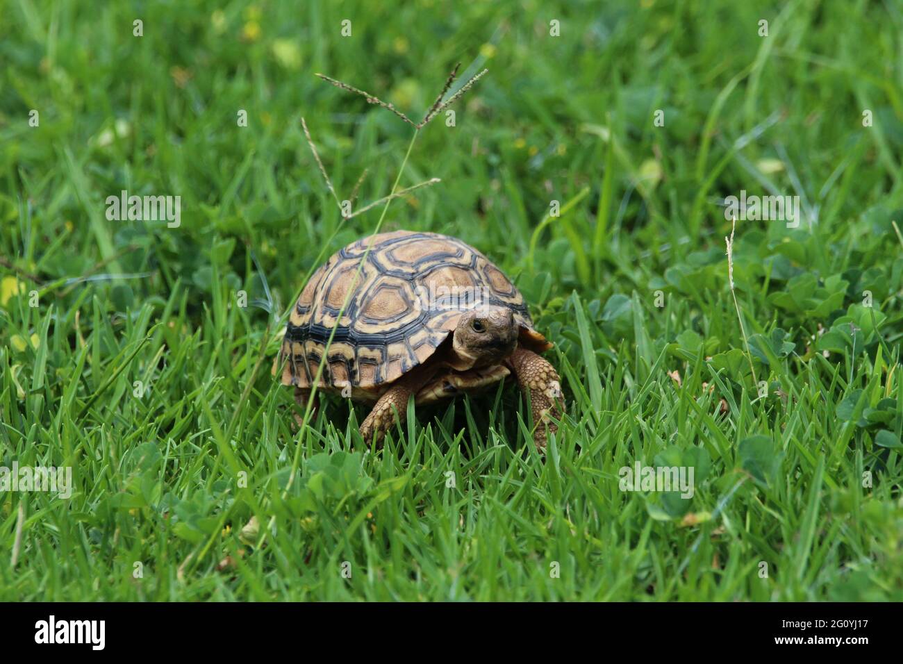 Small tortoise hi-res stock photography and images - Alamy