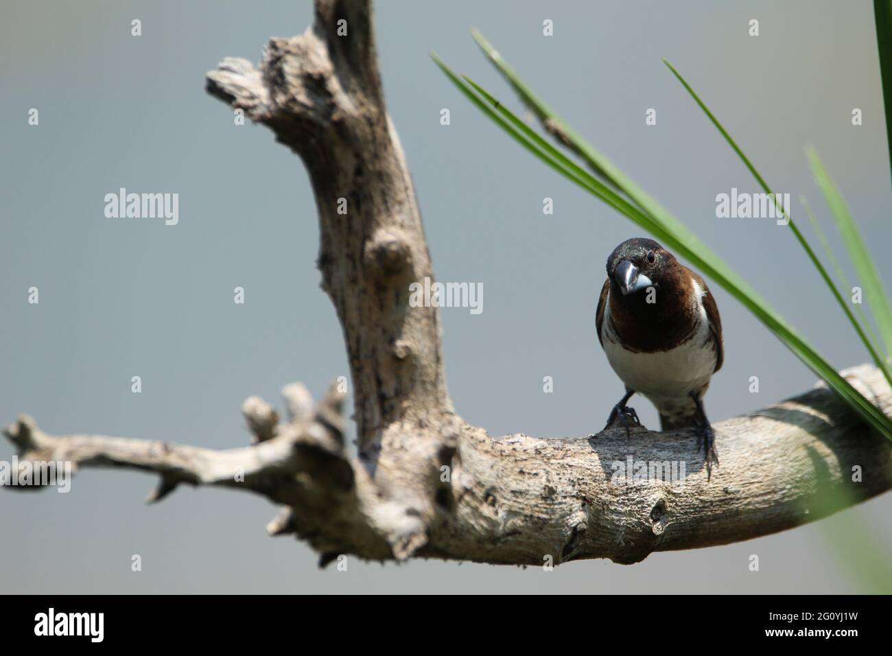 Southern bronze mannikin hi-res stock photography and images - Alamy
