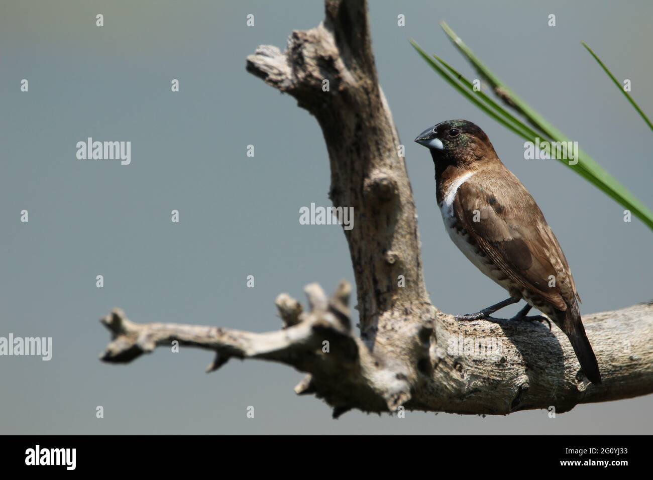 Southern bronze mannikin hi-res stock photography and images - Alamy