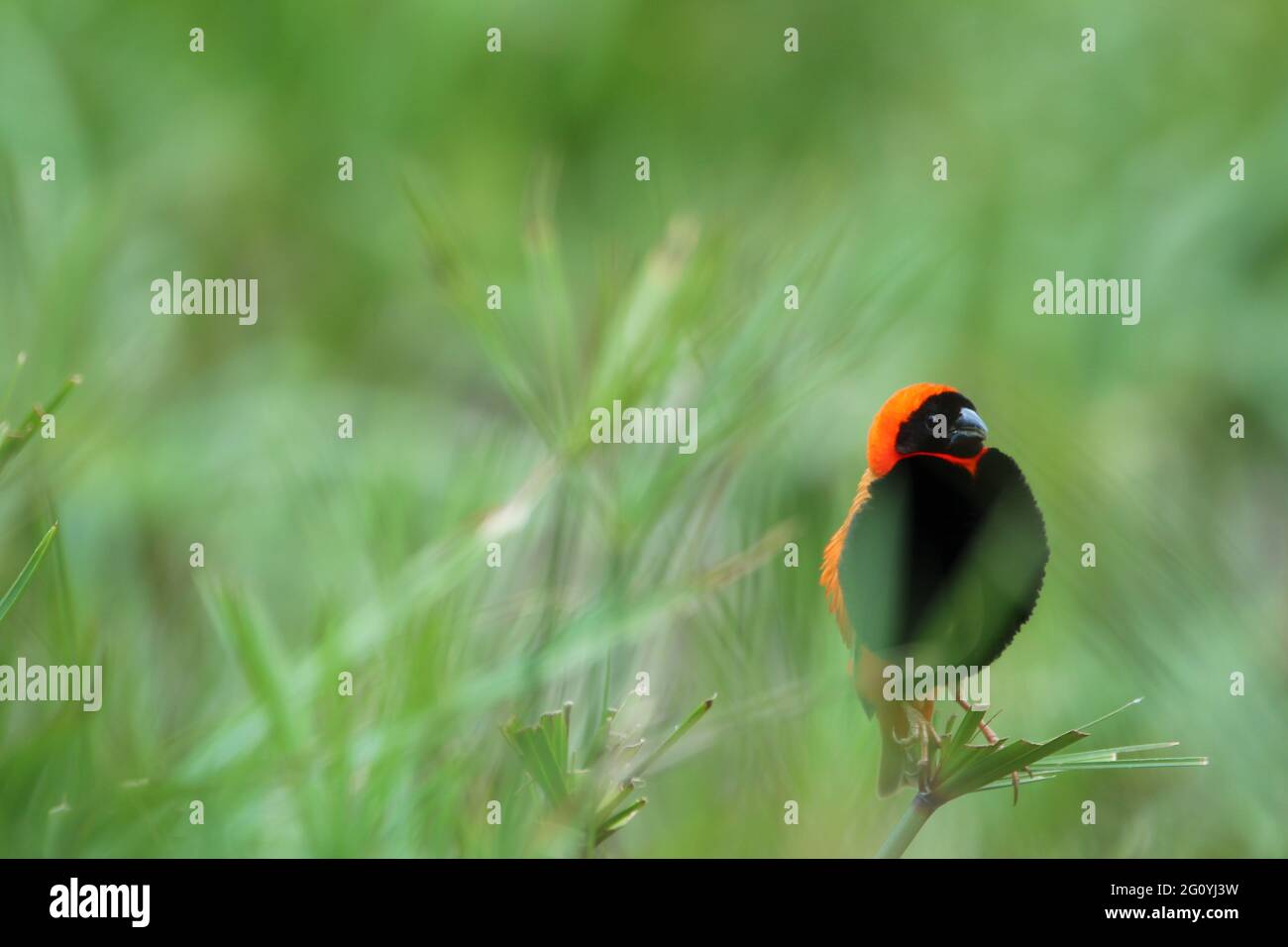 Red bishop birding hi-res stock photography and images - Alamy