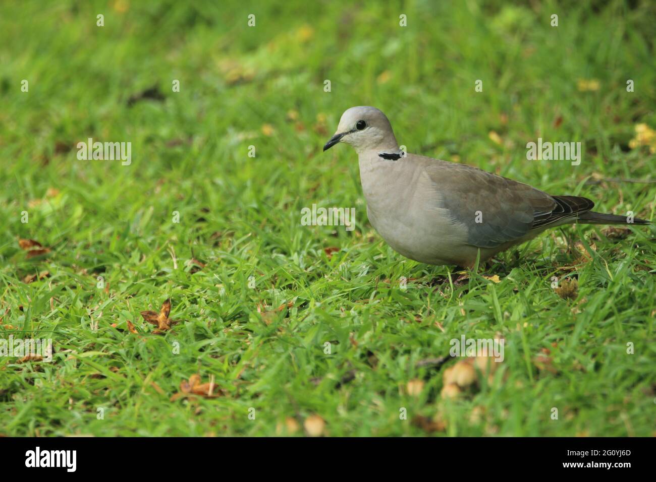 Ring necked dove standing on the grass Stock Photo - Alamy
