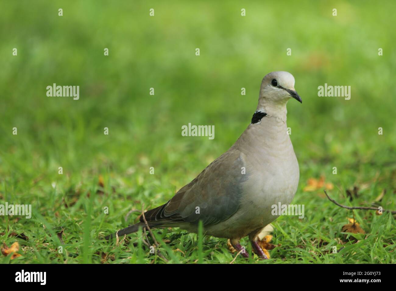 Ring necked dove standing on the grass Stock Photo - Alamy