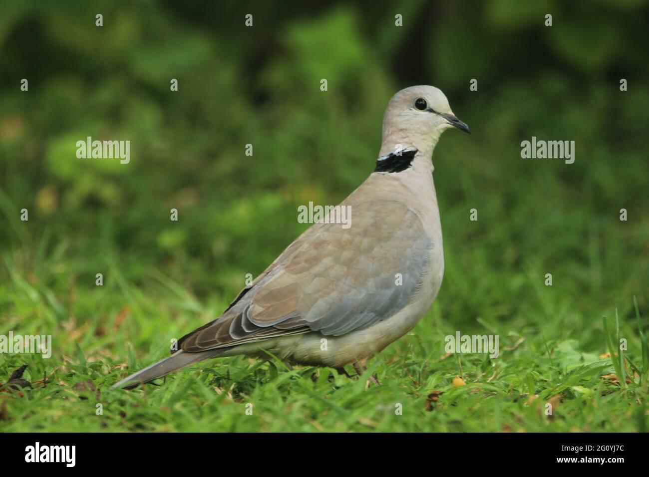 Collared Dove Neck Ring High Resolution Stock Photography and Images ...