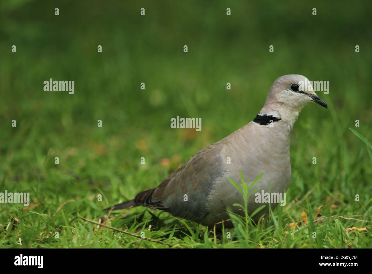 Ring necked dove standing on the grass Stock Photo - Alamy