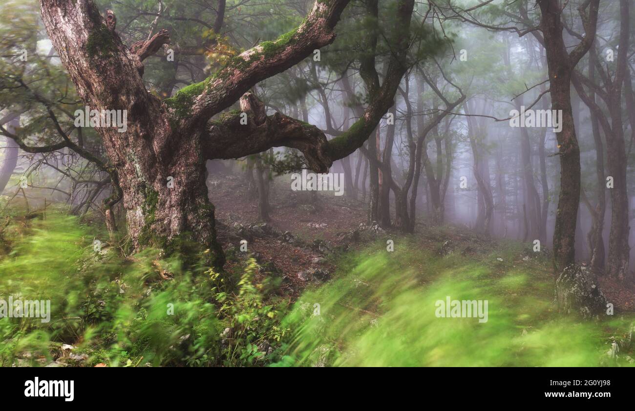Misty tree hi-res stock photography and images - Alamy